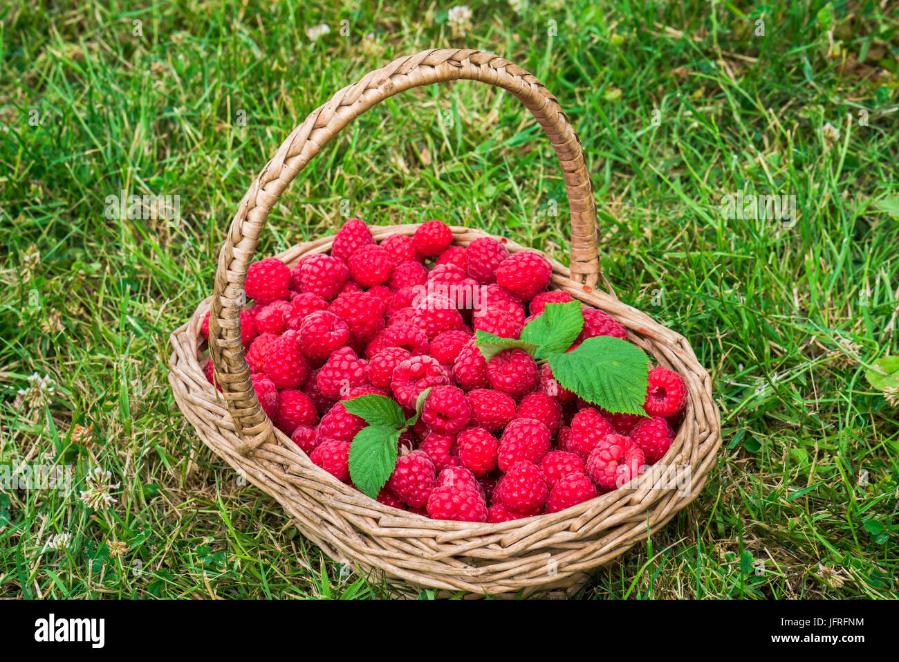 A basket full of freshly picked raspberries on a grass - selective ...