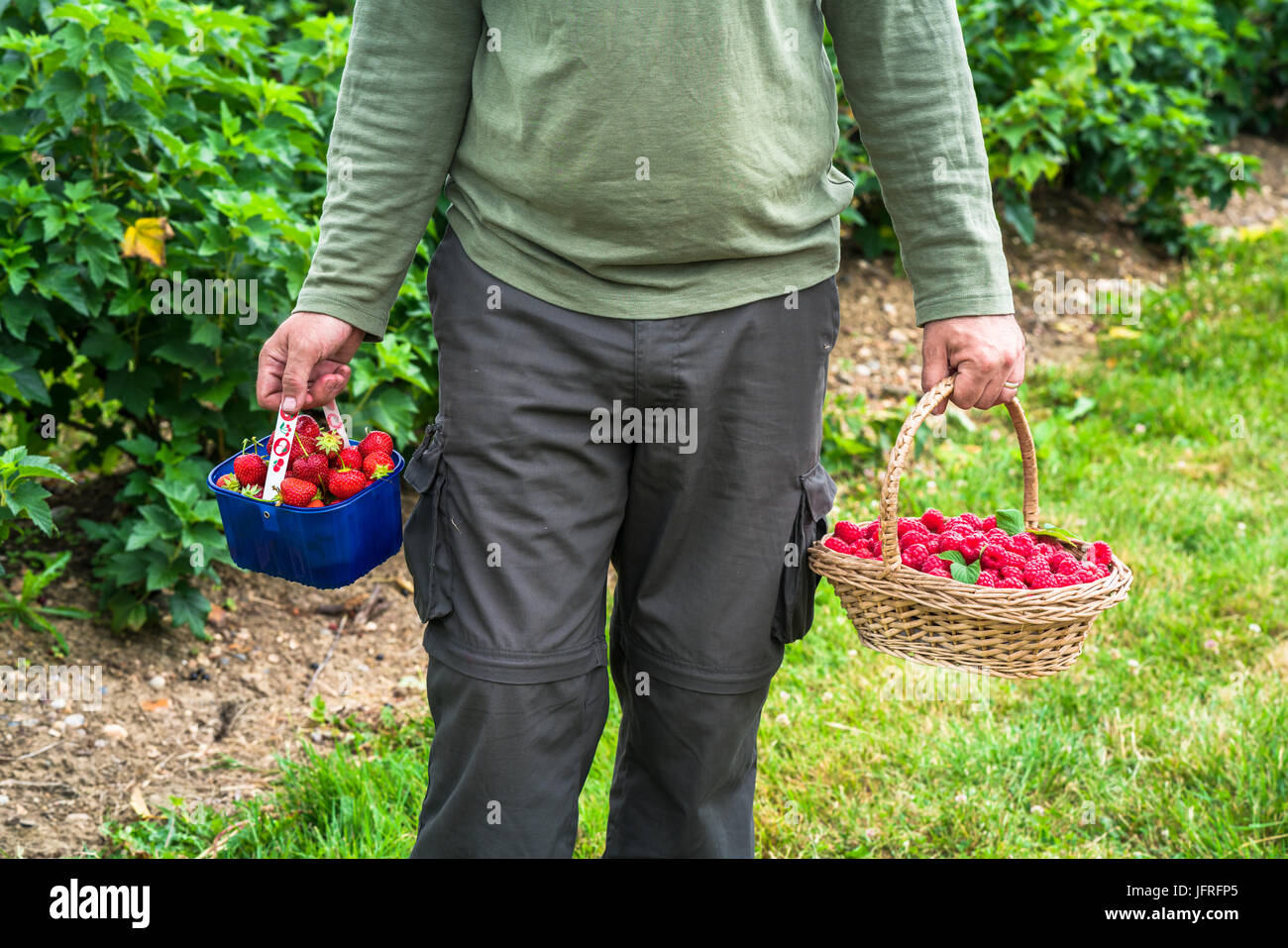A male's hands holding a basket full of freshly picked raspberries and ...