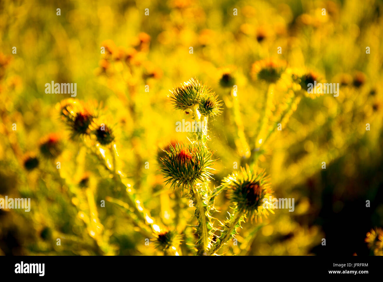 Spike grass hi-res stock photography and images - Alamy