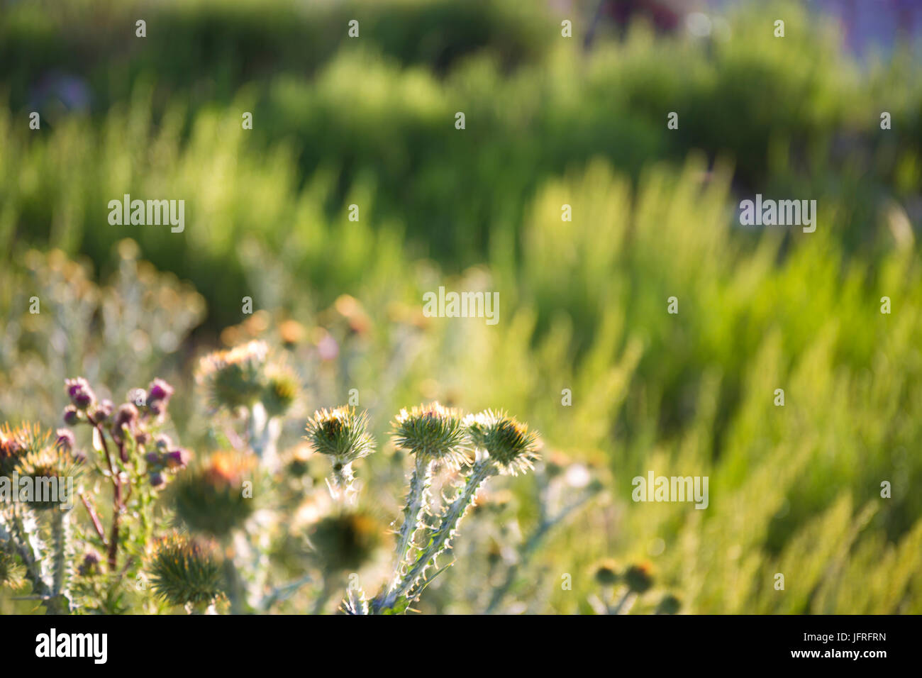 Texture. Wild Grass Background Stock Photo - Alamy