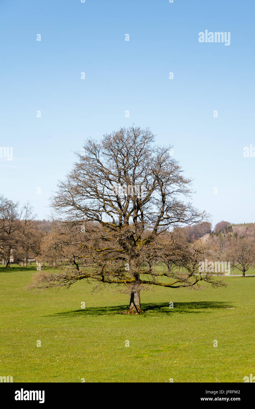 Winter Tree. Isolated tree without leaves pictured in winter Stock ...