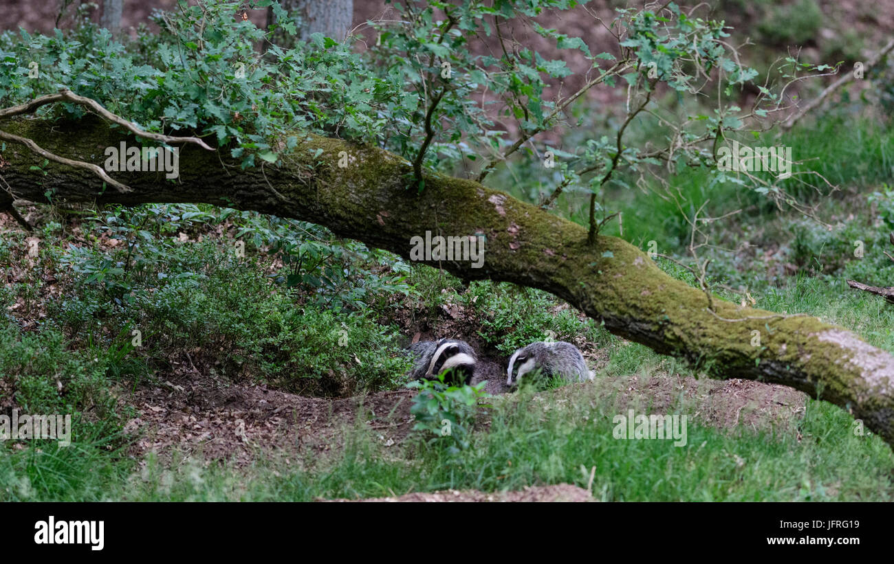 Badger mother with one young at their set under a fallen oak tree ...