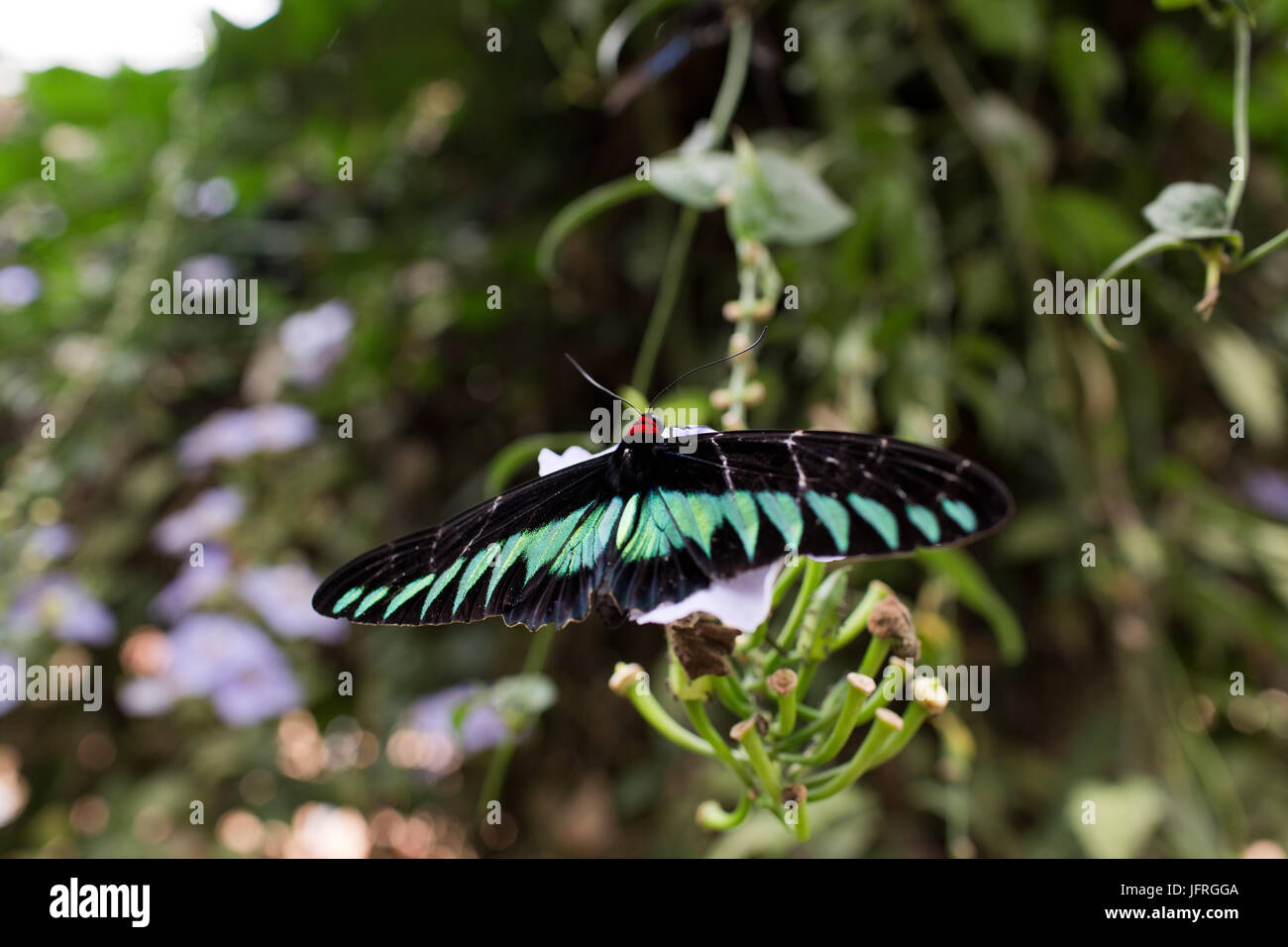 Butterfly in the Cameron Highlands of Malaysia Stock Photo - Alamy