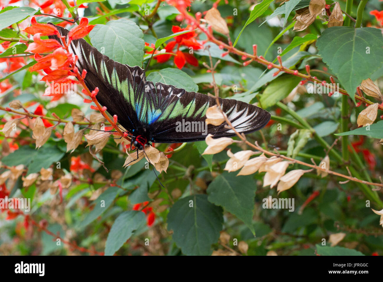 Butterfly in the Cameron Highlands of Malaysia Stock Photo - Alamy