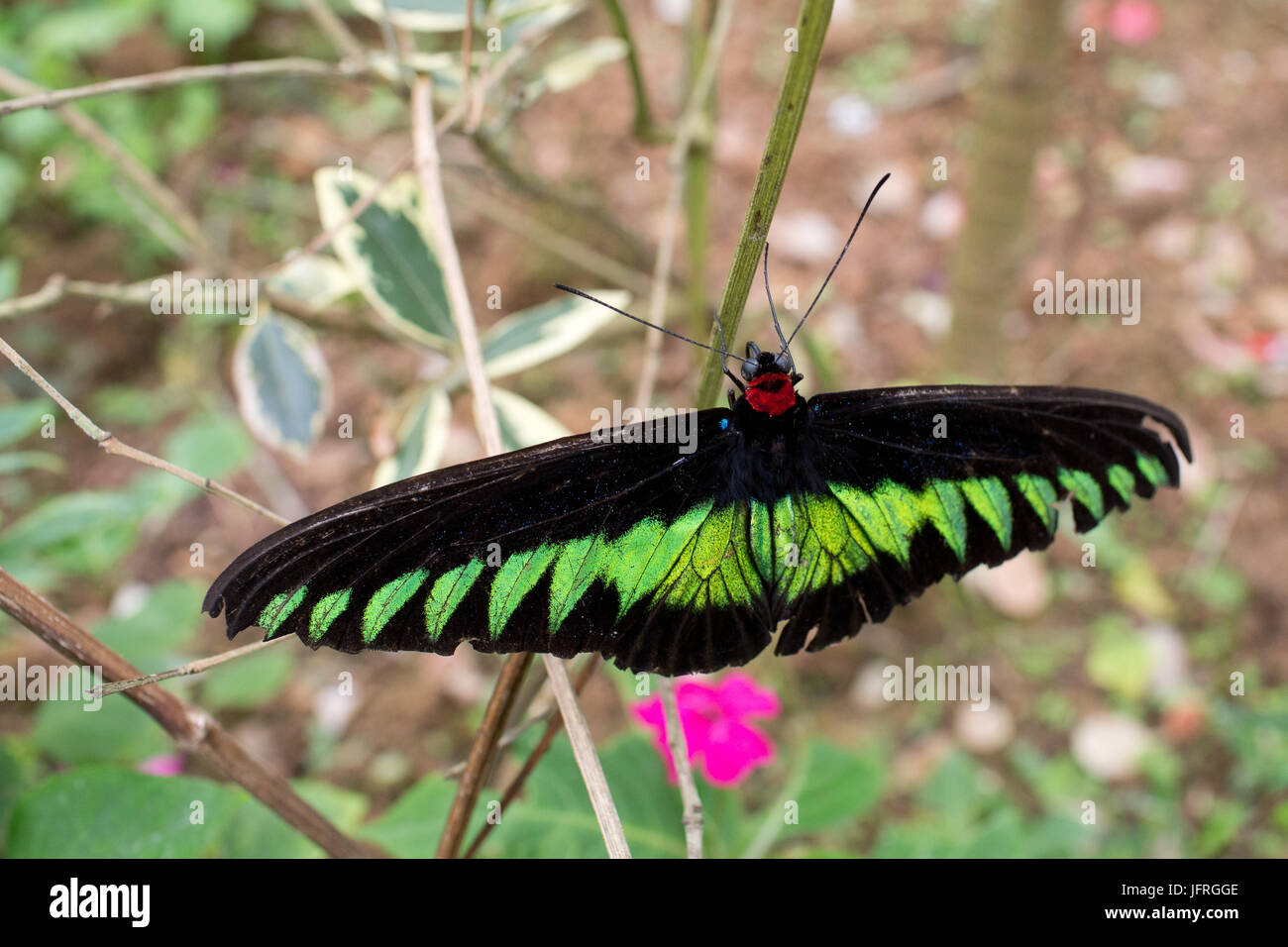 Butterfly in the Cameron Highlands of Malaysia Stock Photo - Alamy