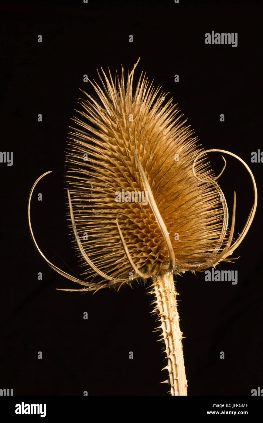 Teasel stem hi-res stock photography and images - Alamy