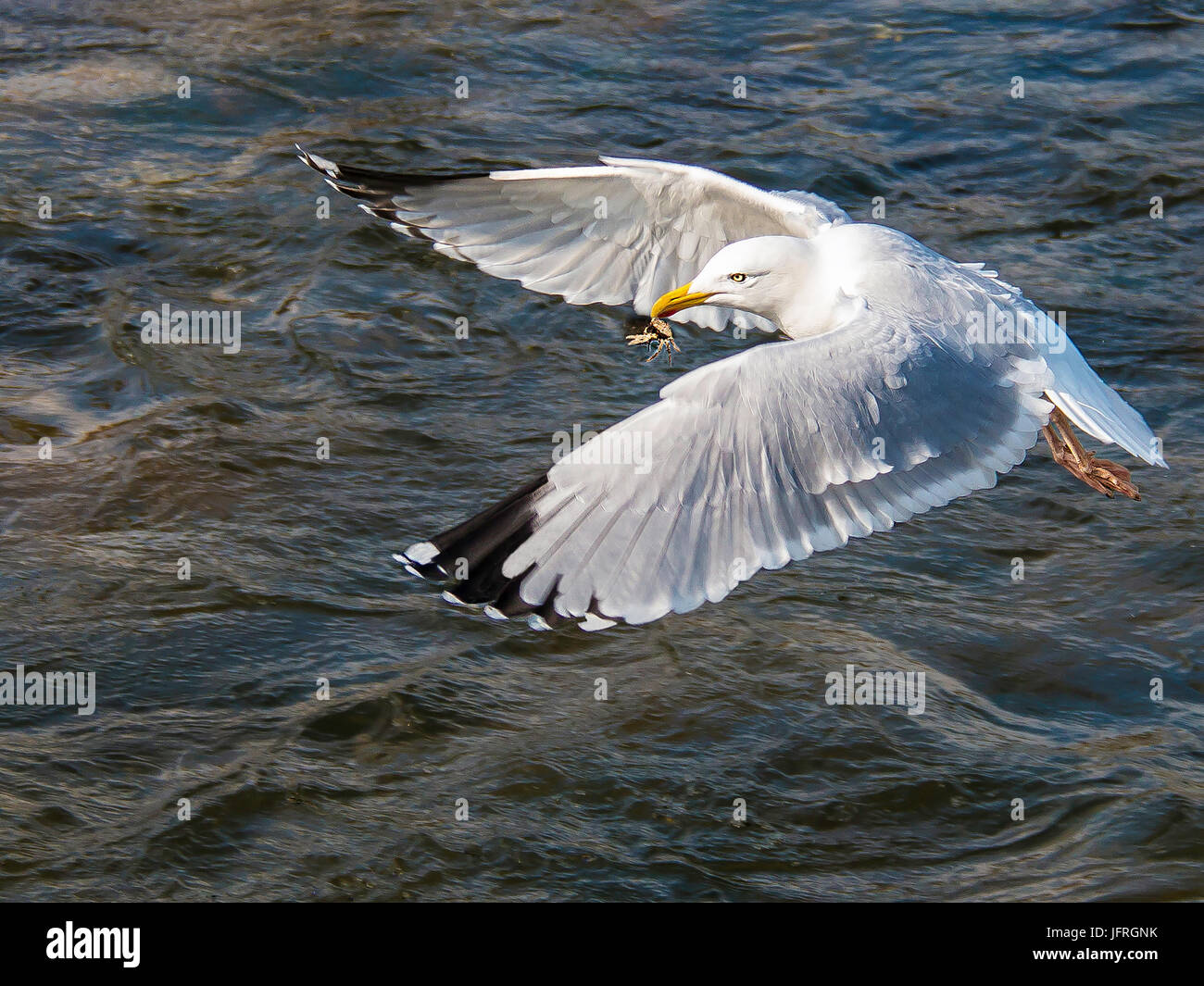 Common seagull fishing hi-res stock photography and images - Alamy