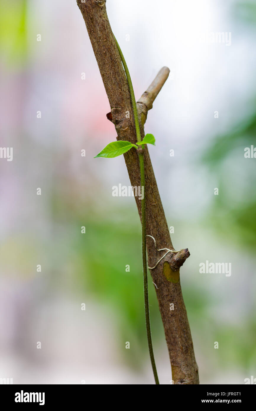 Nature background with branch stick and climbing plant Stock Photo - Alamy