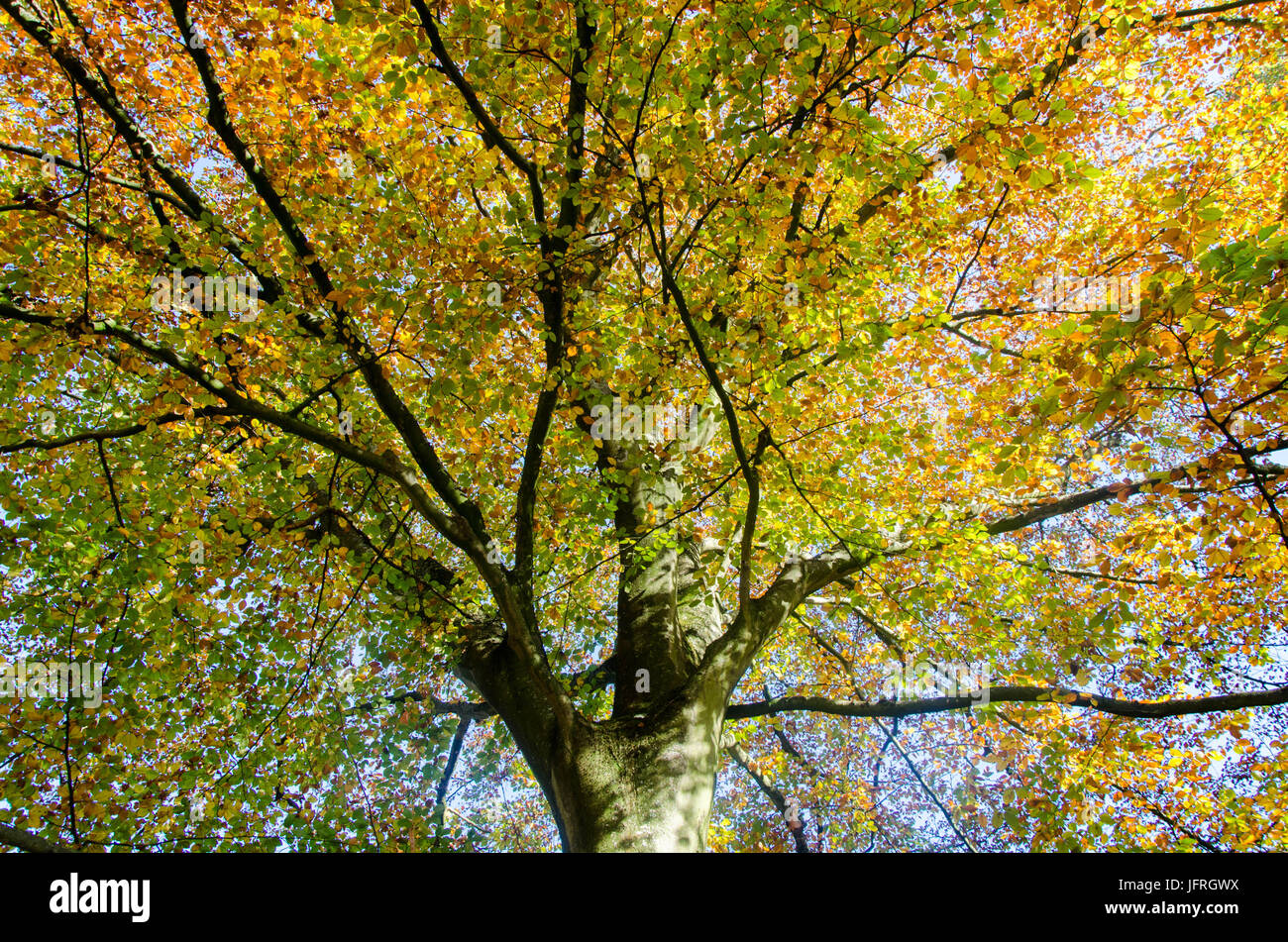 Autumn tree colors hi-res stock photography and images - Alamy