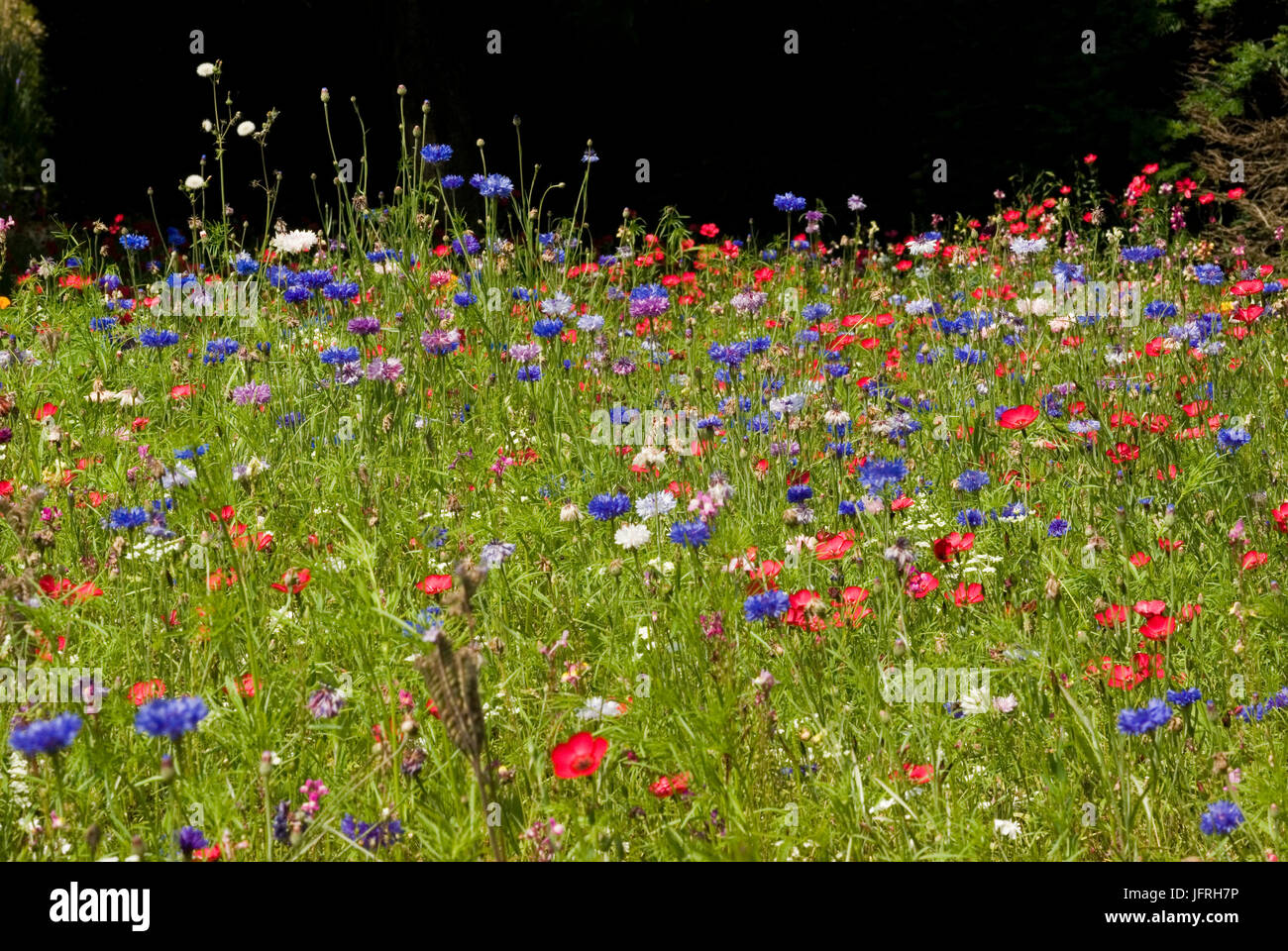 Wild mix hi-res stock photography and images - Alamy