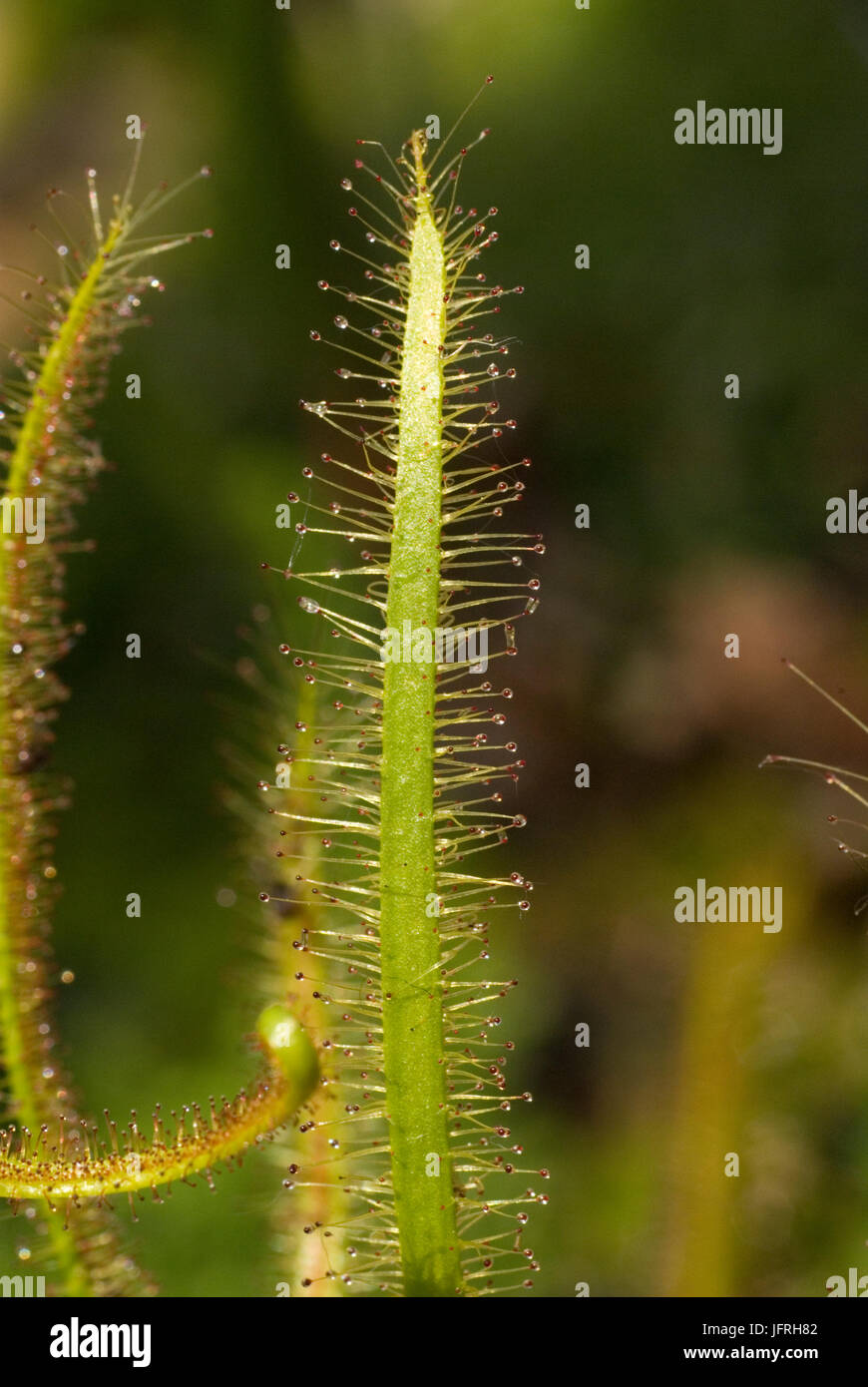 Forked sundews hi-res stock photography and images - Alamy