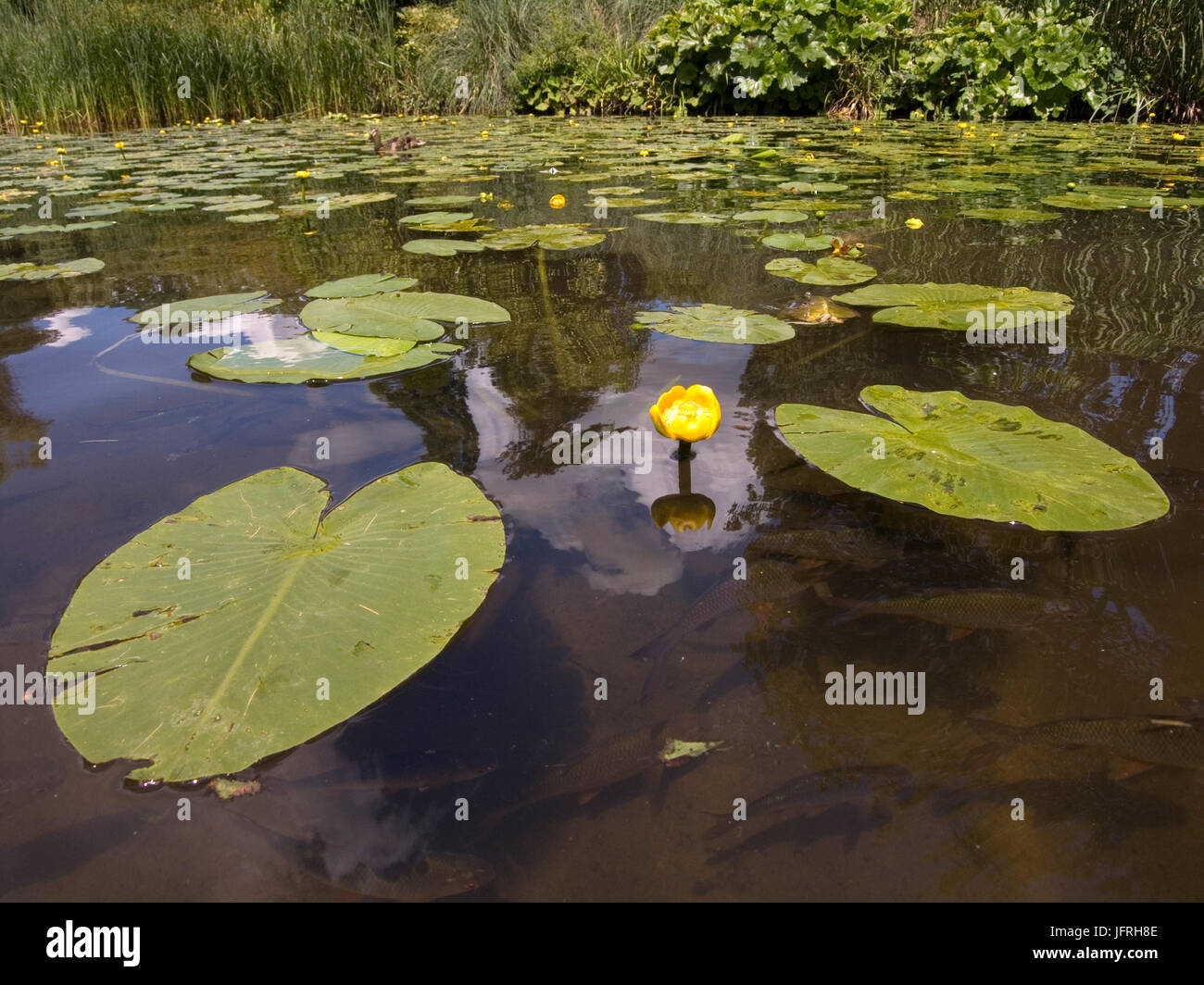 Fish lily hi-res stock photography and images - Alamy