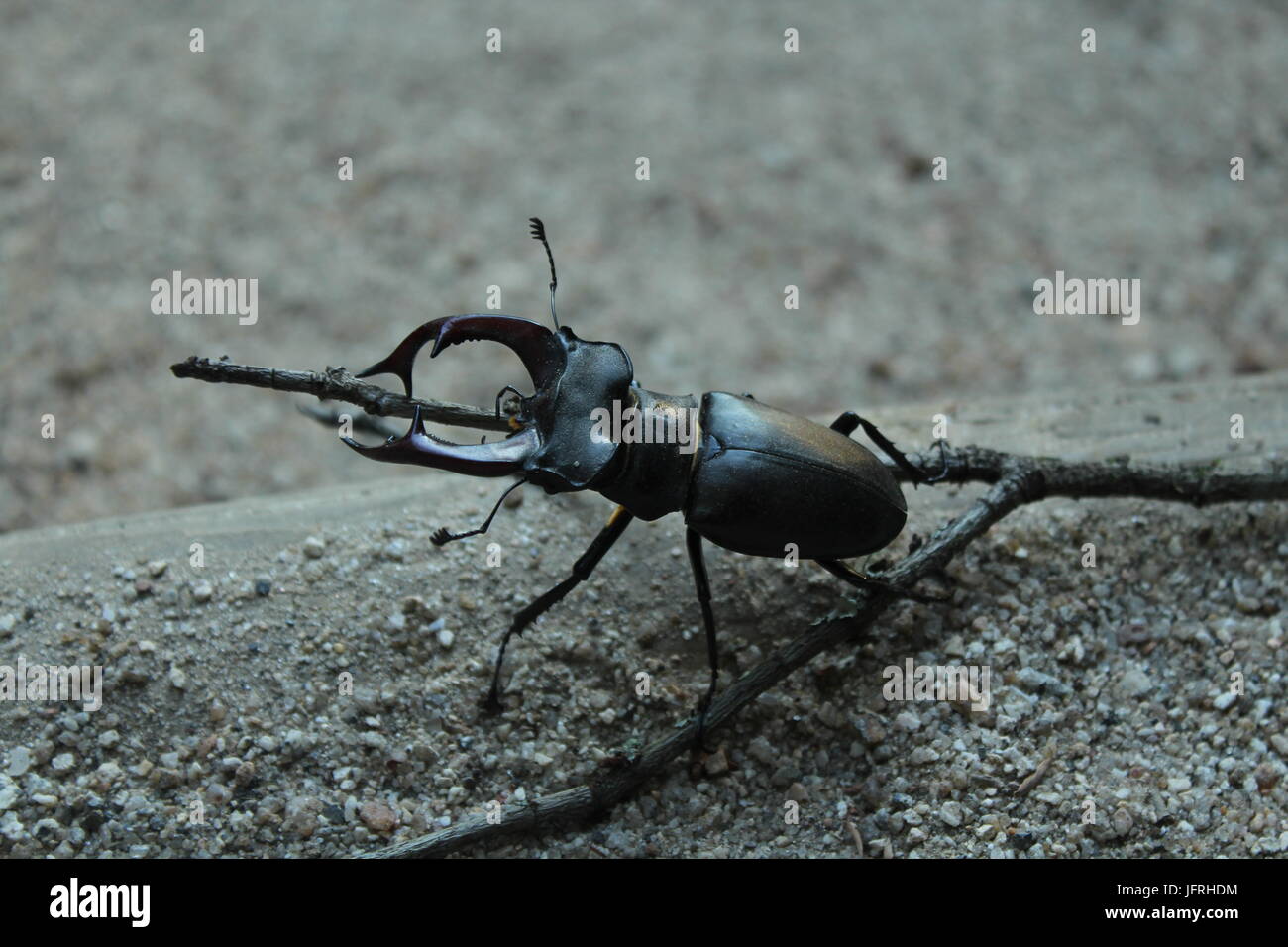 Big black beetle hi-res stock photography and images - Alamy