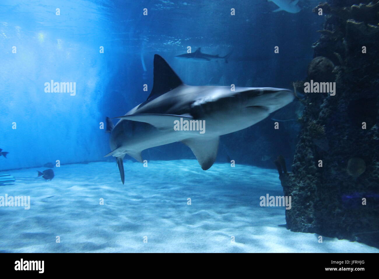 Predator of the Deep Stock Photo - Alamy