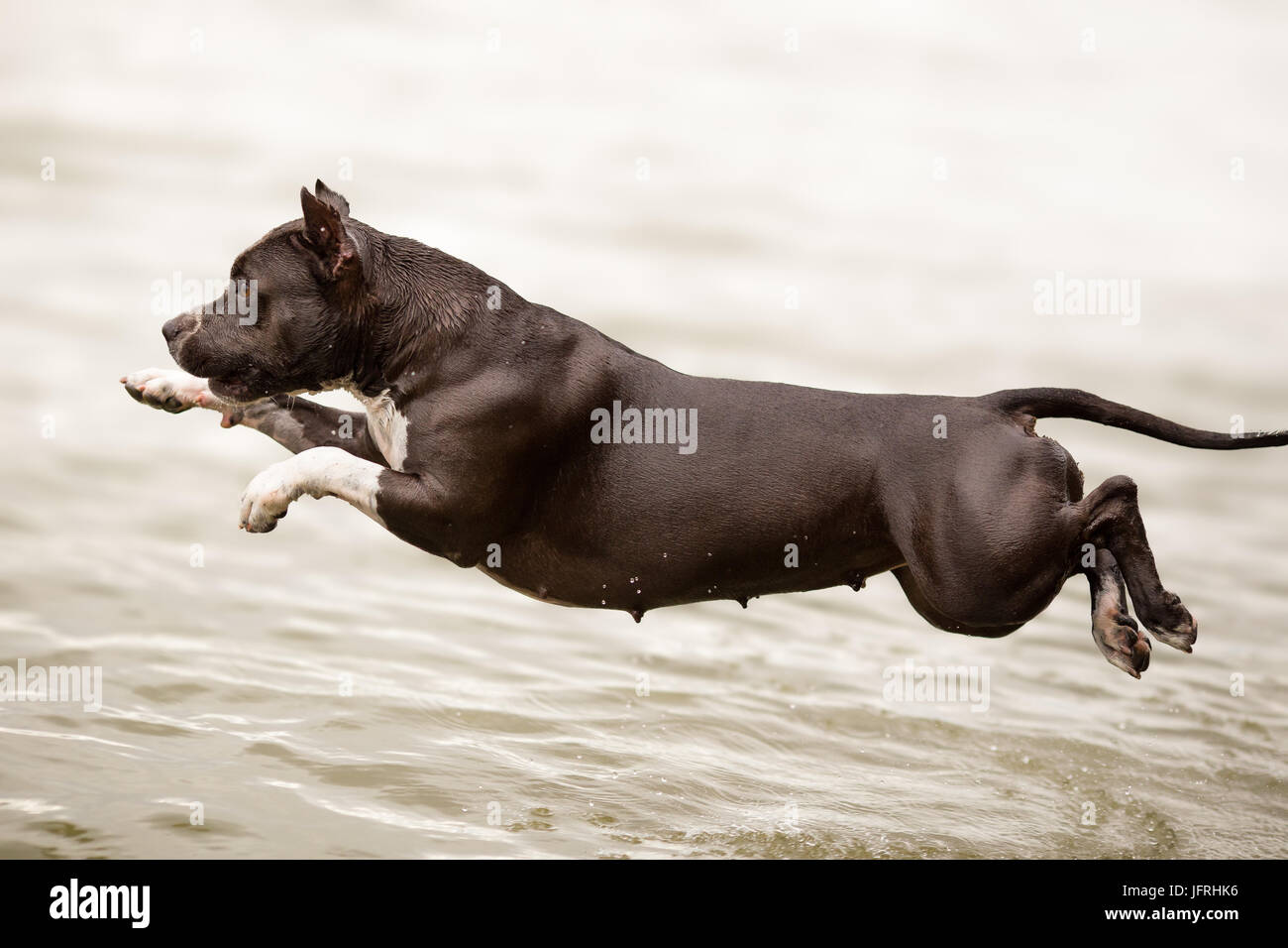 American Staffordshire Terrier jumping in the water Stock Photo - Alamy