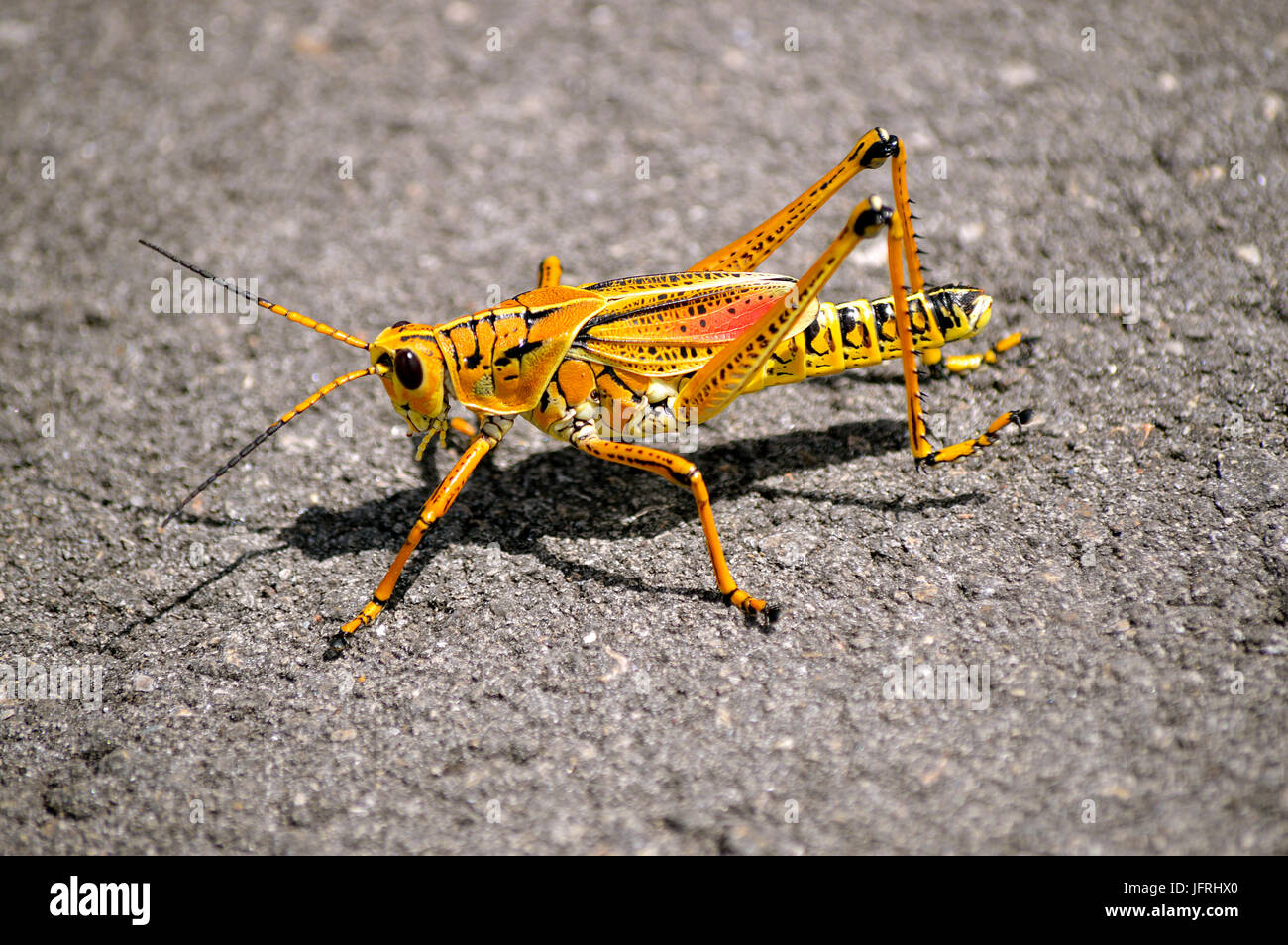 Eastern lubber grasshopper hi-res stock photography and images - Alamy