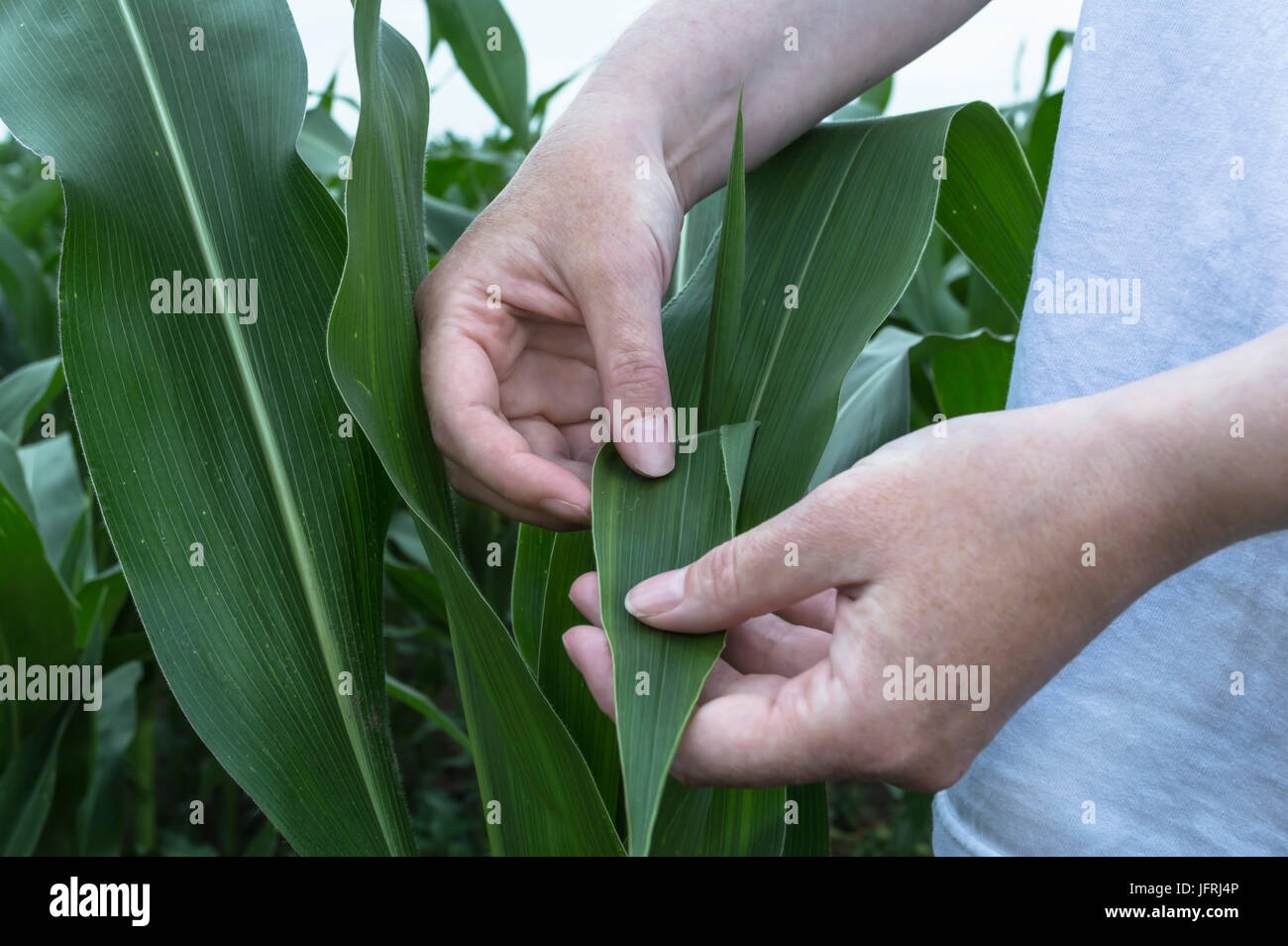 Farmer hand in corn field, examination corn leaf. Agriculture rural ...