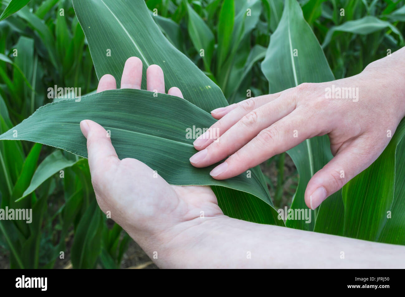 Farmer hand in corn field, examination corn leaf. Agriculture rural ...