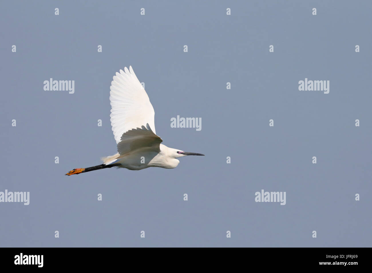 Adult Little Egret Egretta garzetta in Spring breeding plumage in ...