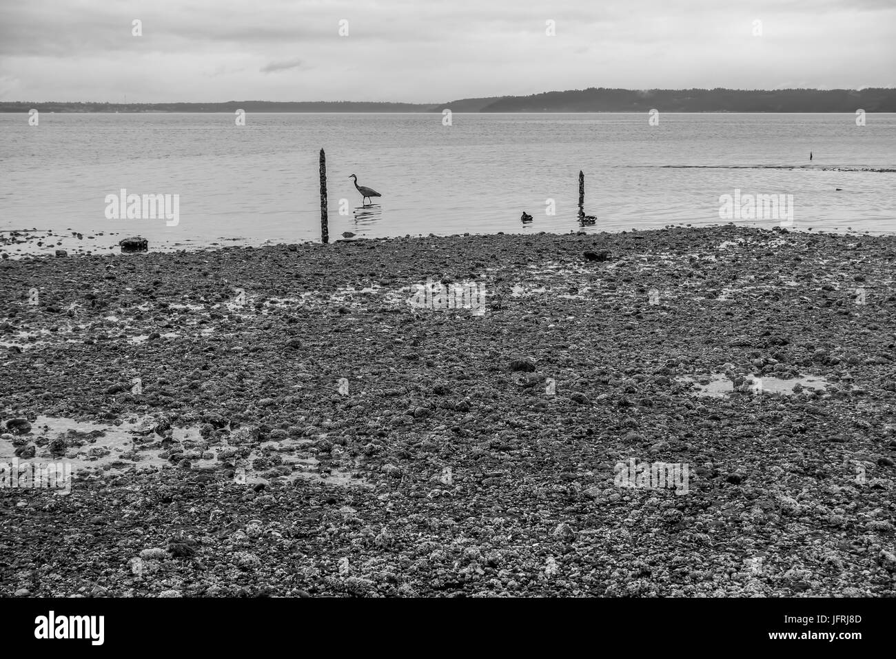 Near saltwater Black and White Stock Photos & Images - Alamy