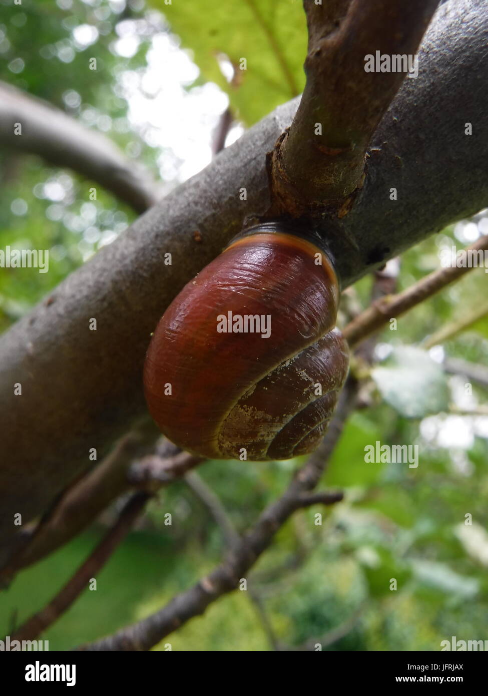 Red snail hi-res stock photography and images - Alamy