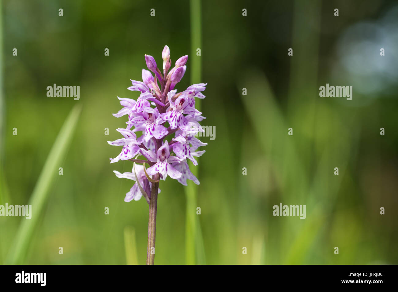 Beautiful deep pink orchid hi-res stock photography and images - Alamy