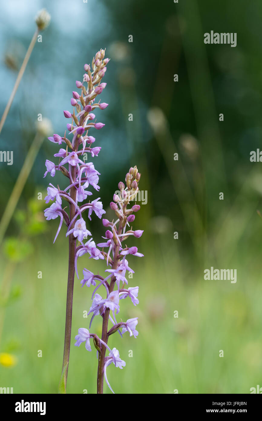Fragrant wildflowers hi-res stock photography and images - Alamy