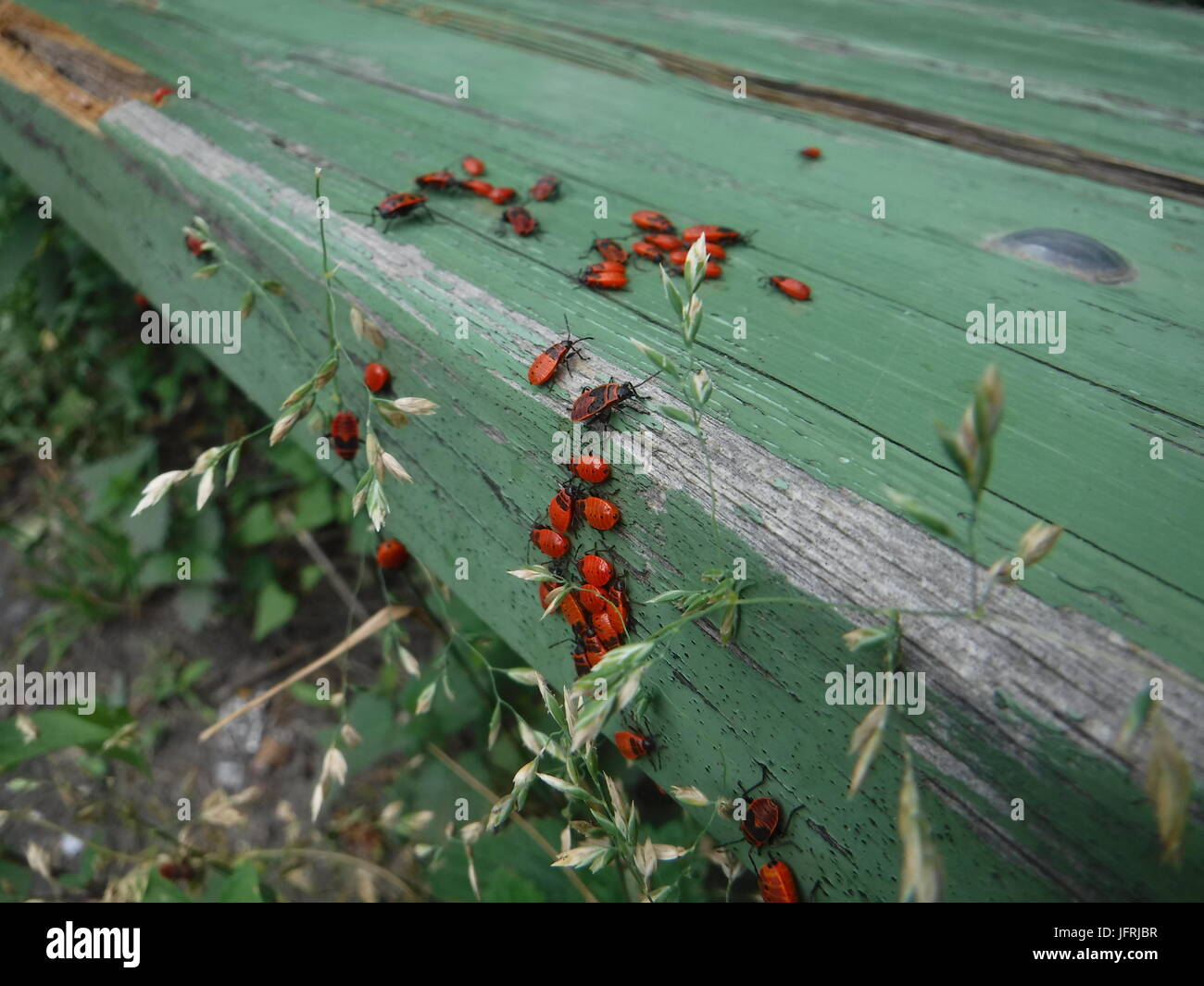 Fire beetles on a park bench Stock Photo - Alamy