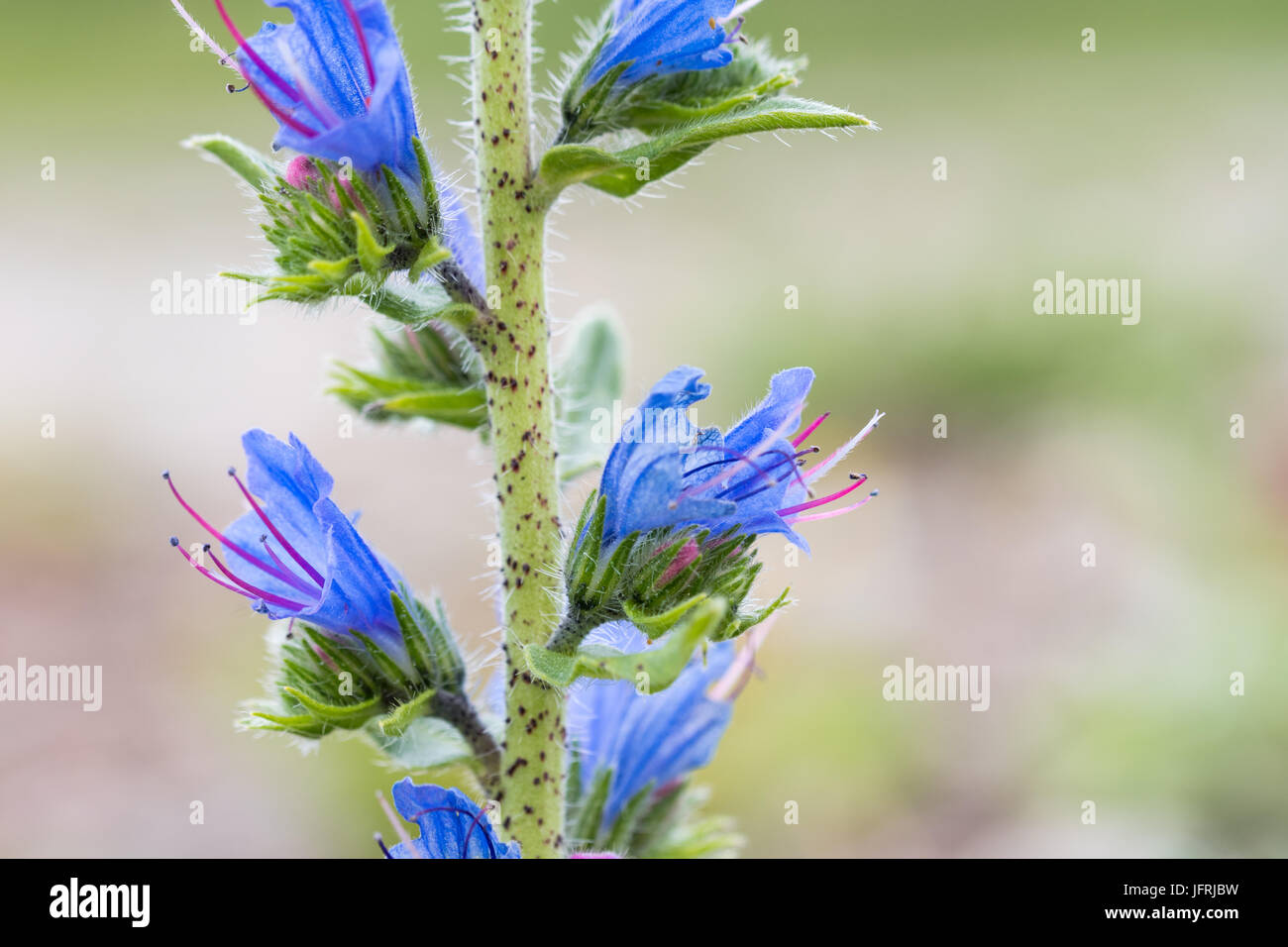 Bright and colorful blueweed flower closeup Stock Photo - Alamy