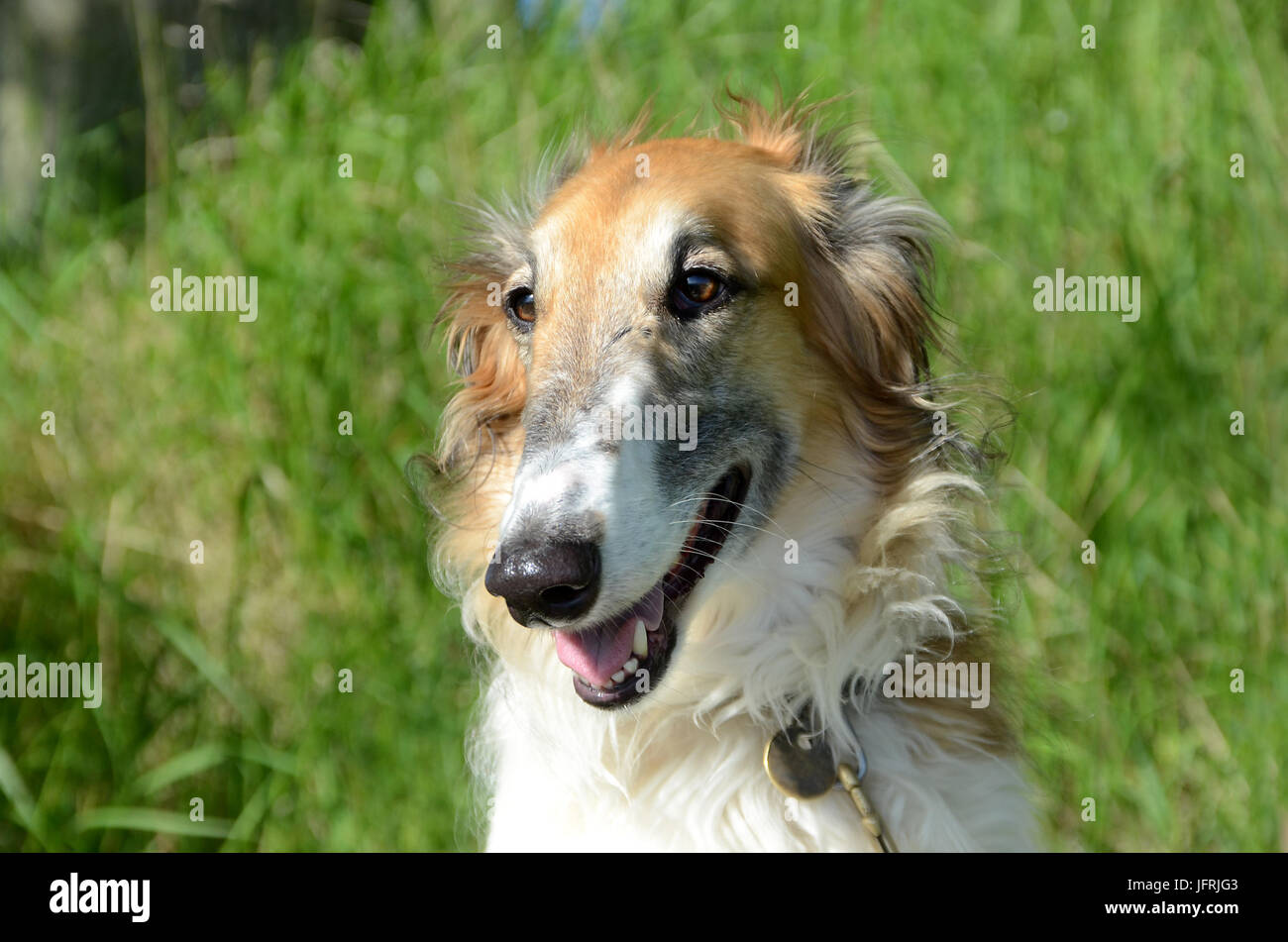 Borzoi frace portrait Stock Photo - Alamy
