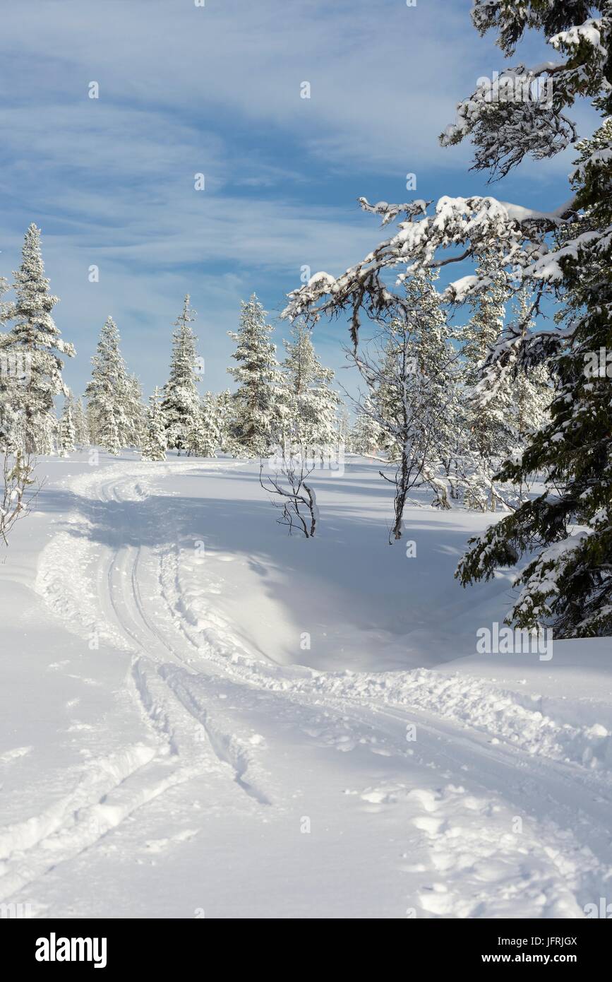 Ski tracks in Sweden Stock Photo - Alamy