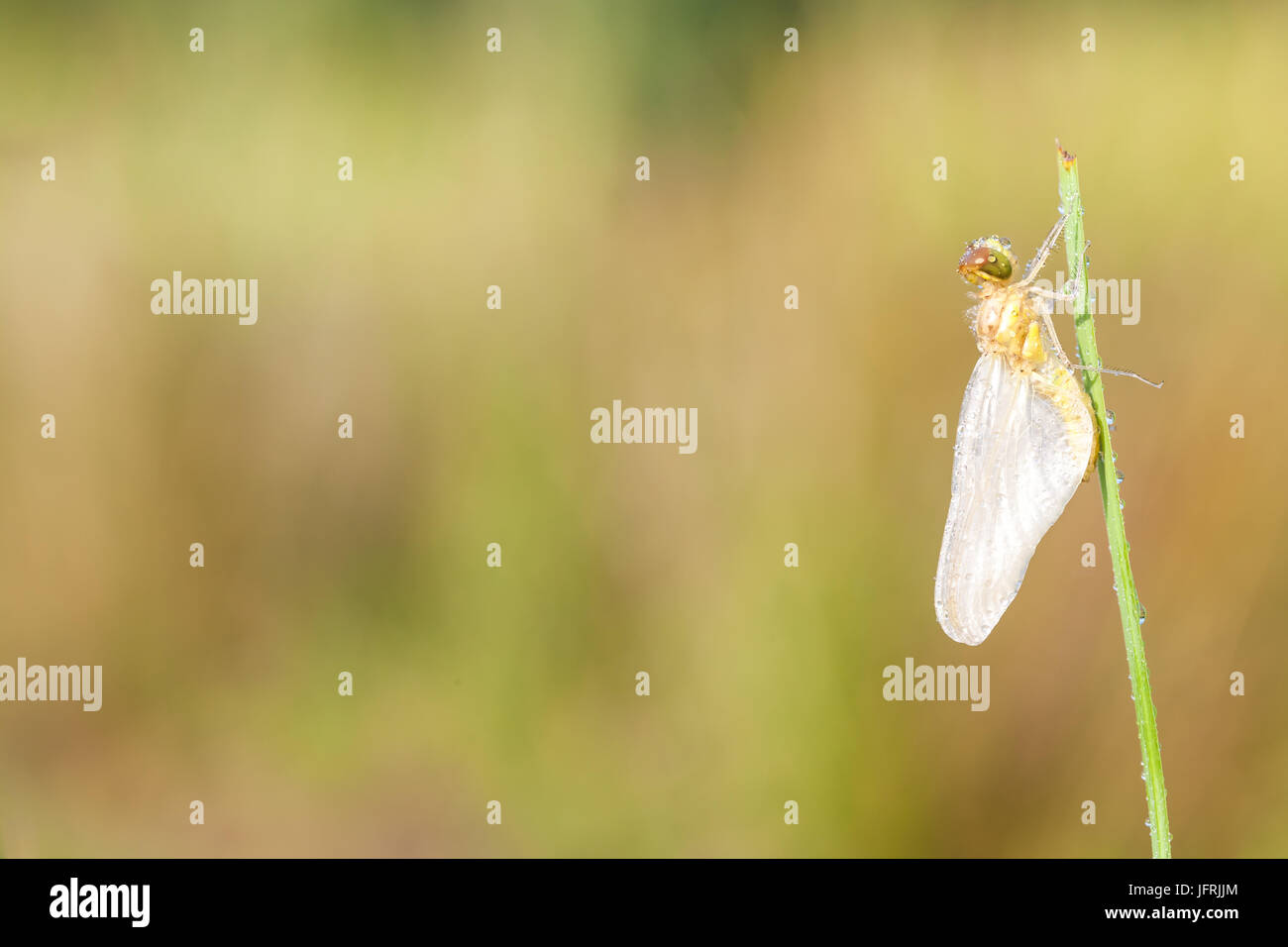 Firefly species hi-res stock photography and images - Alamy