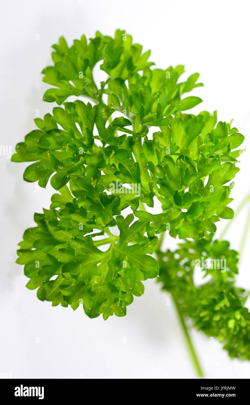 Curly parsley cut hi-res stock photography and images - Alamy