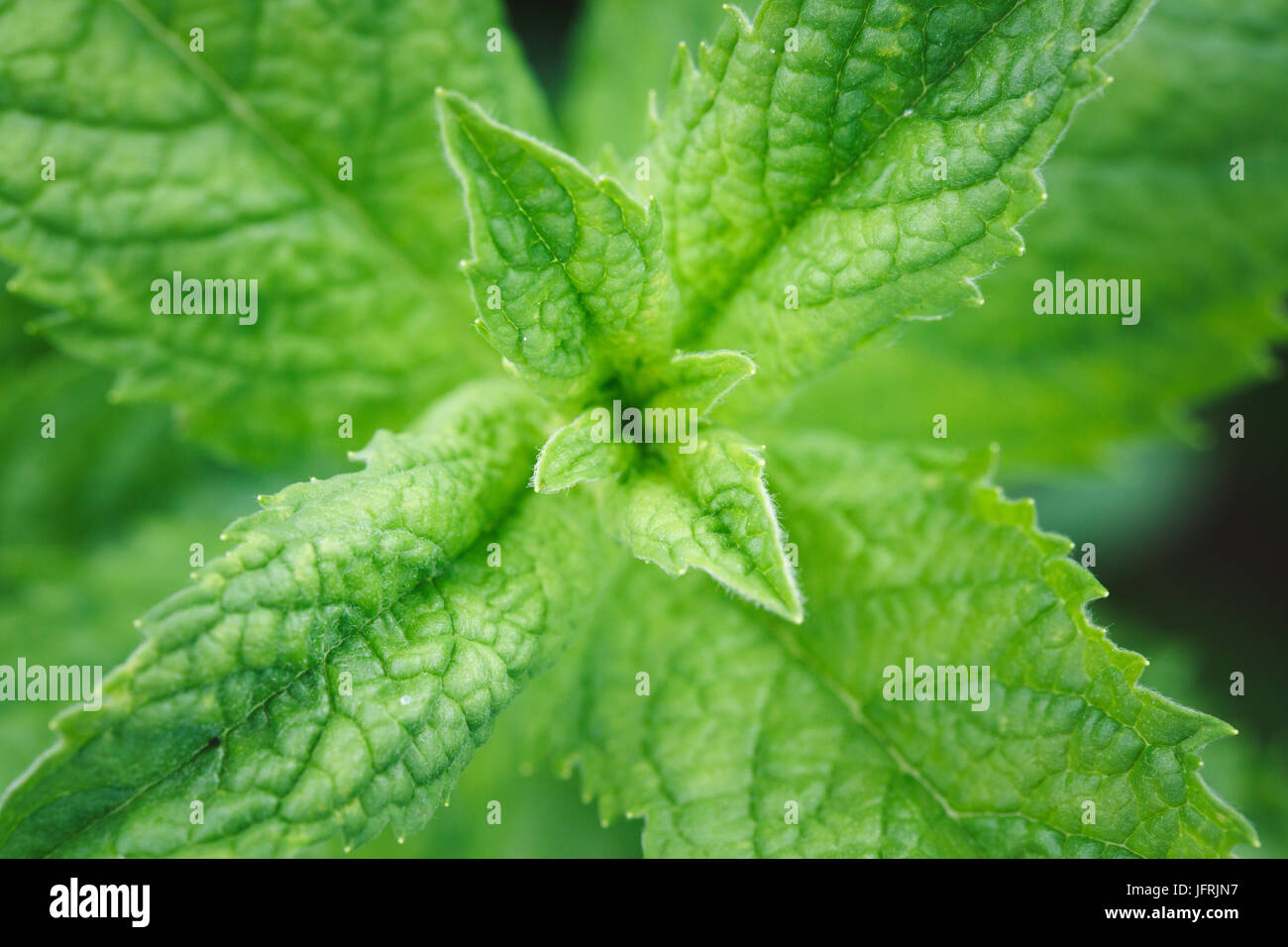 Close-up of mint leaves growing under the sun Stock Photo - Alamy