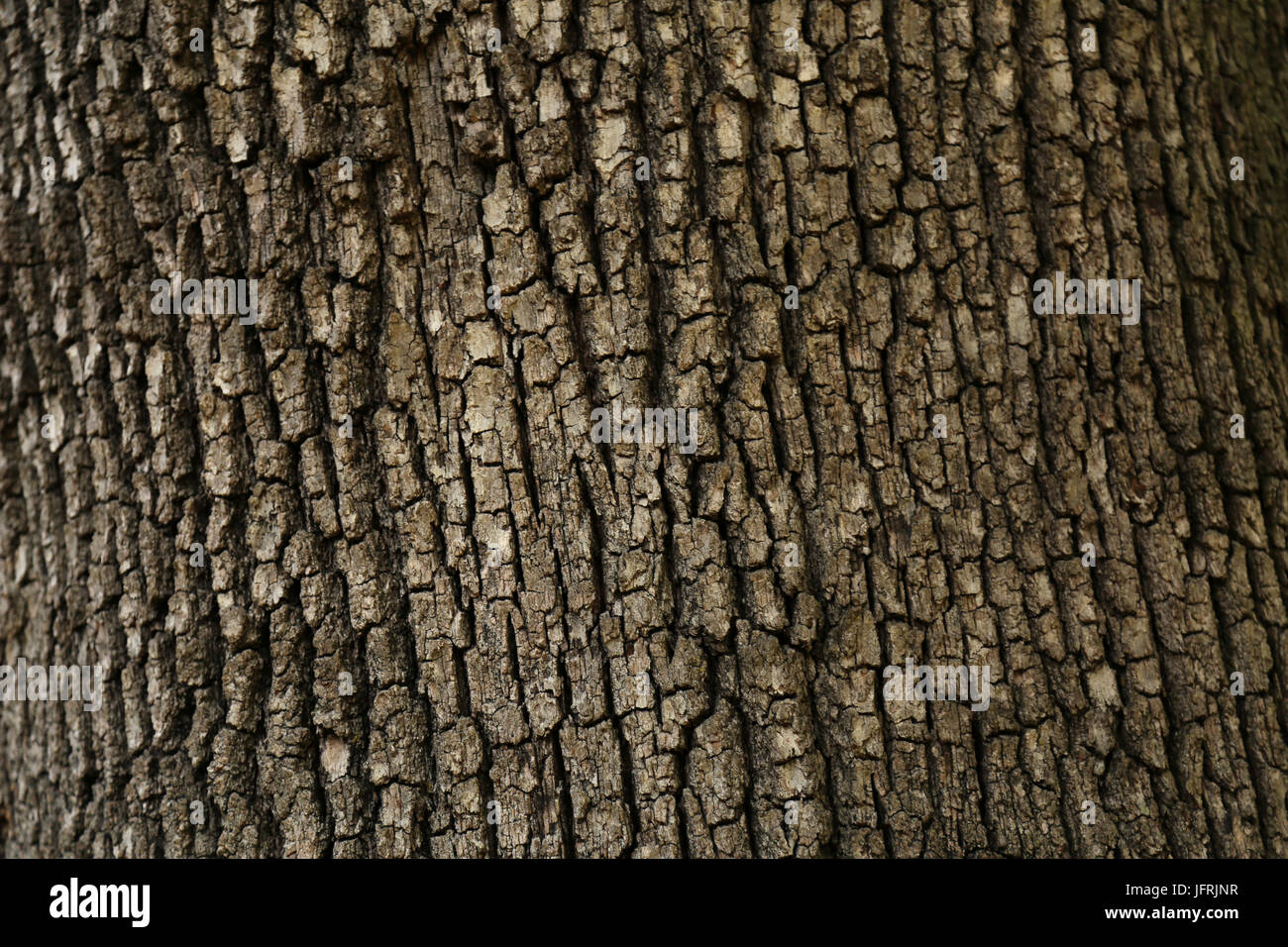 Stock Tree High Resolution Stock Photography and Images - Alamy