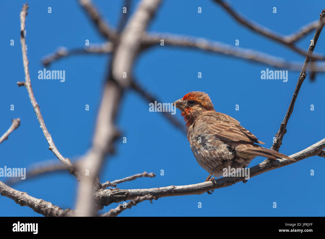 Young male house finch Haemorhous mexicanus Stock Photo - Alamy