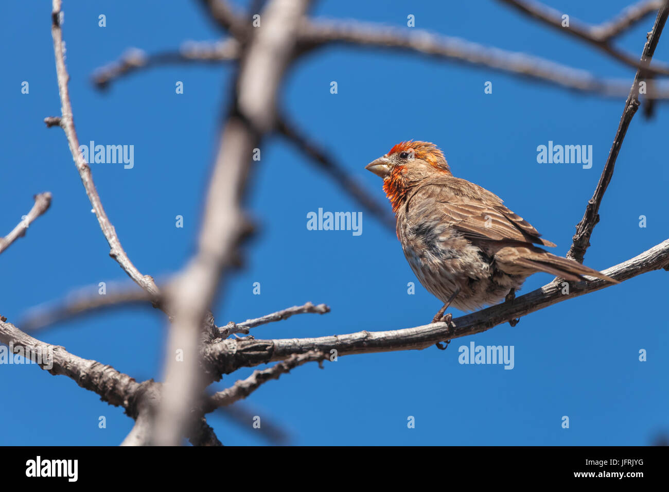 Young male house finch Haemorhous mexicanus Stock Photo - Alamy