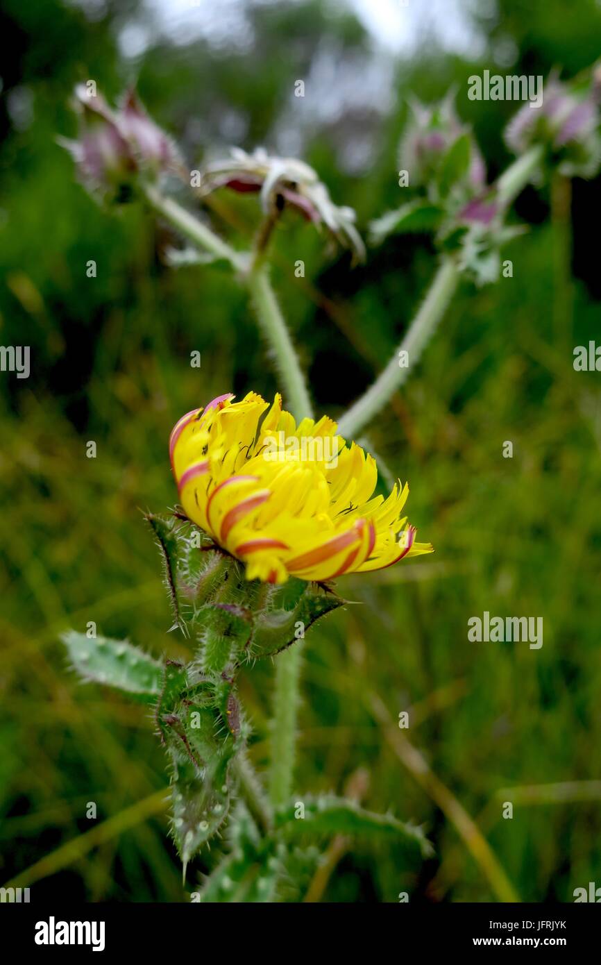 Ox tongue weed hi-res stock photography and images - Alamy