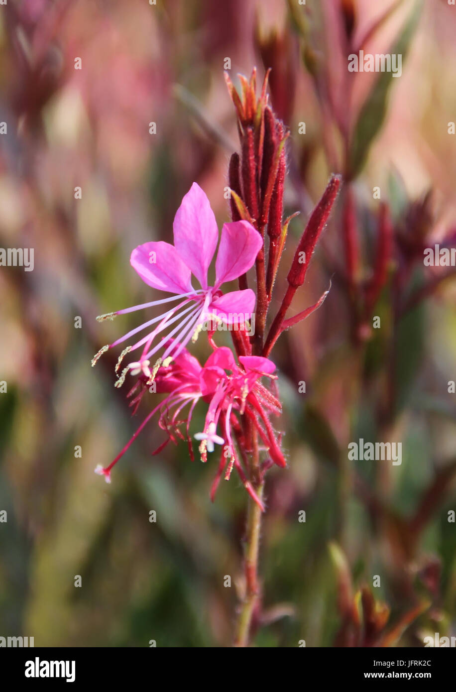 Pink gaura flower Stock Photo - Alamy