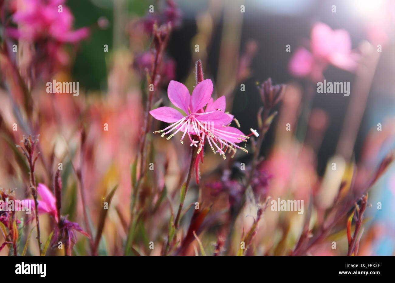 Pink gaura hi-res stock photography and images - Alamy