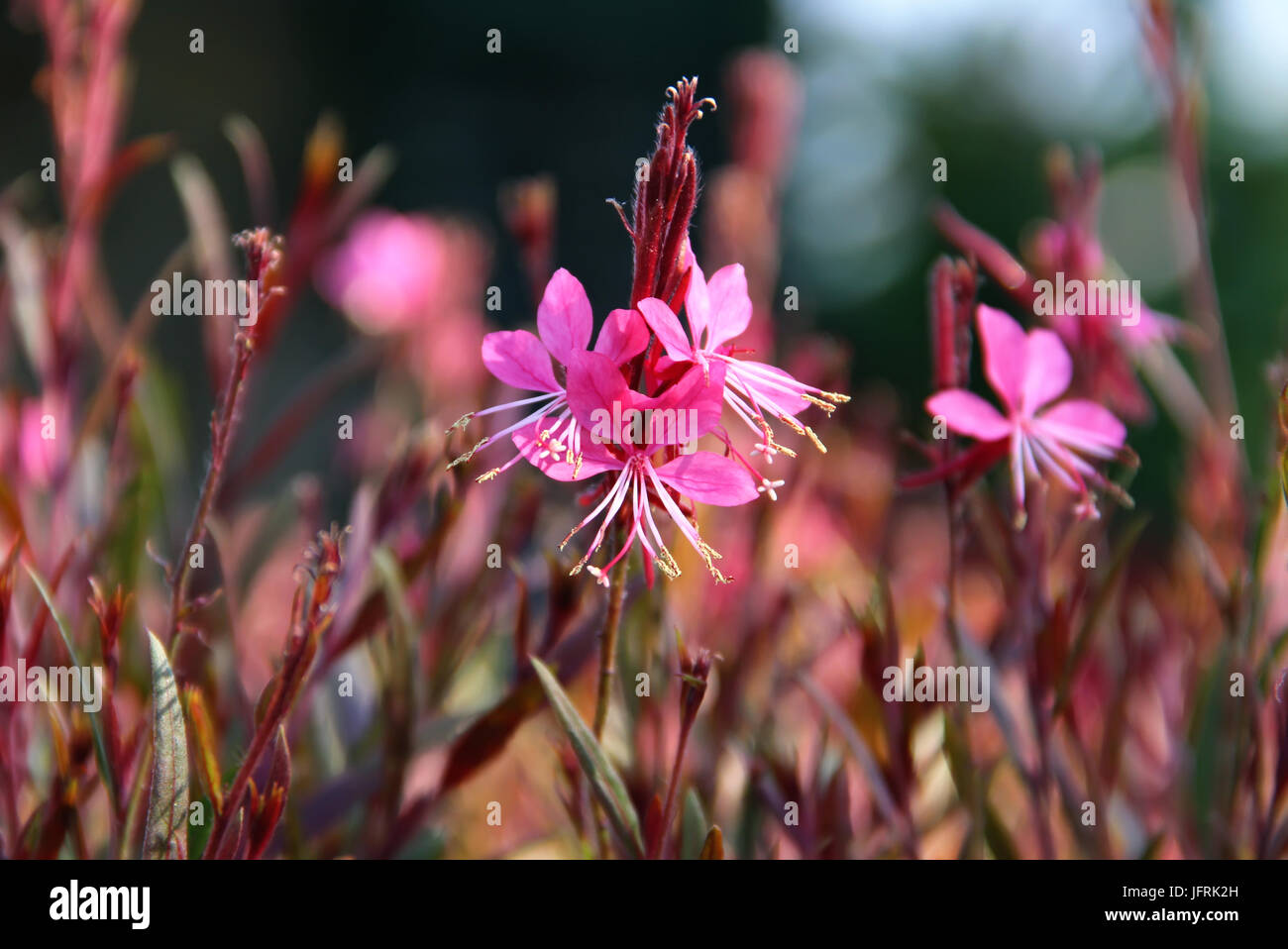 Pink gaura hi-res stock photography and images - Alamy
