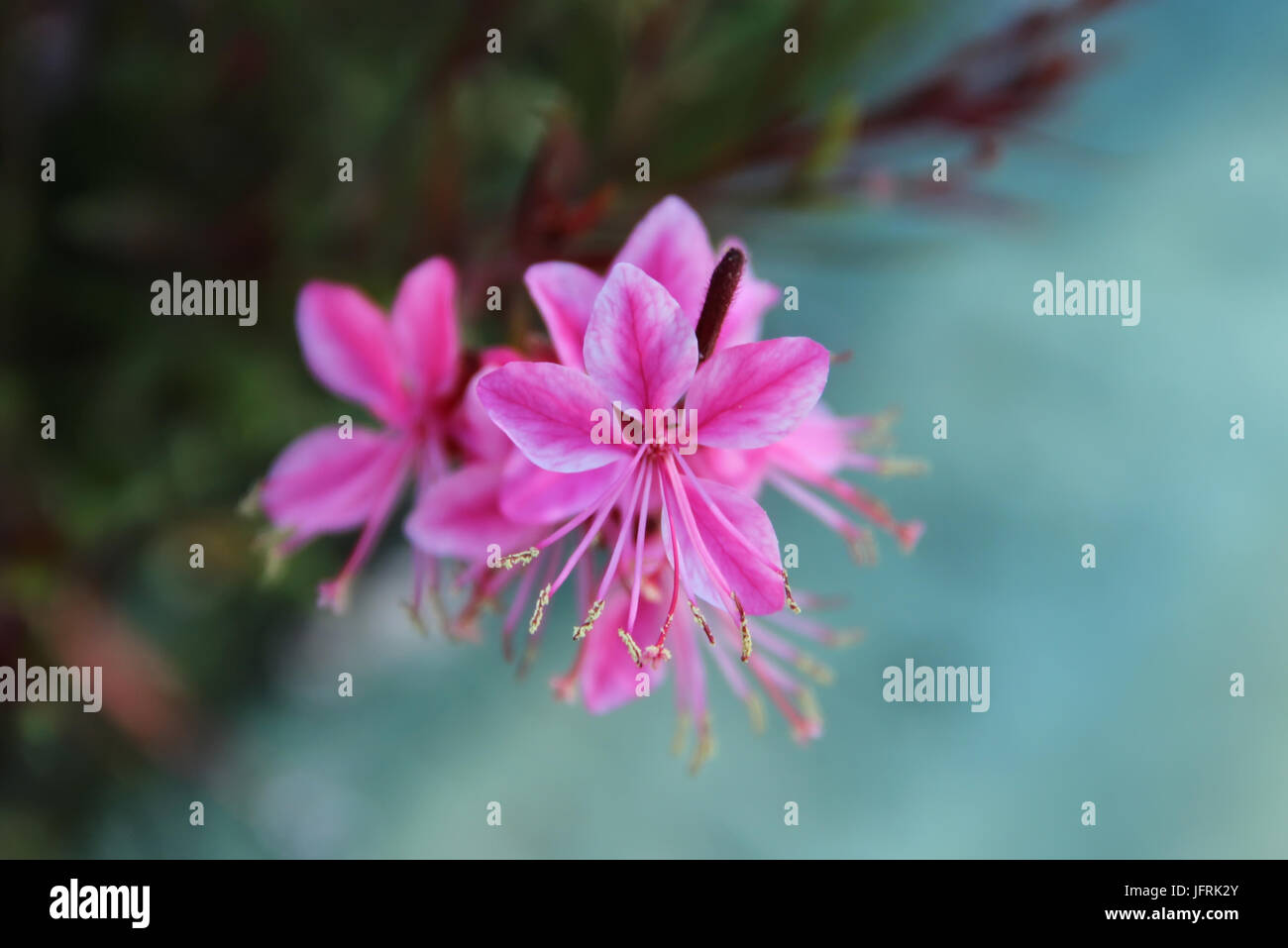 Beautiful blooming gaura hi-res stock photography and images - Alamy