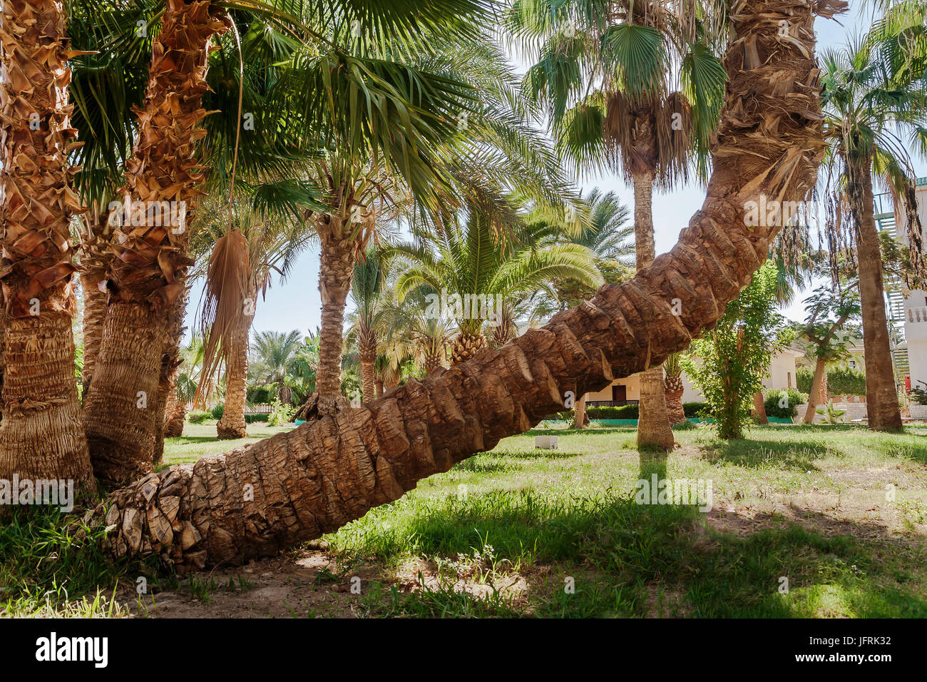 palm grove and a palm tree unusual curved shape Stock Photo - Alamy