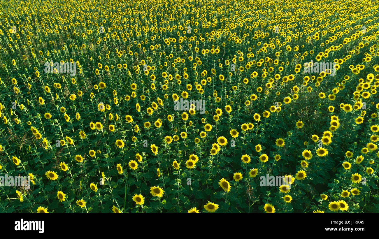 Plant nursery view hi-res stock photography and images - Alamy