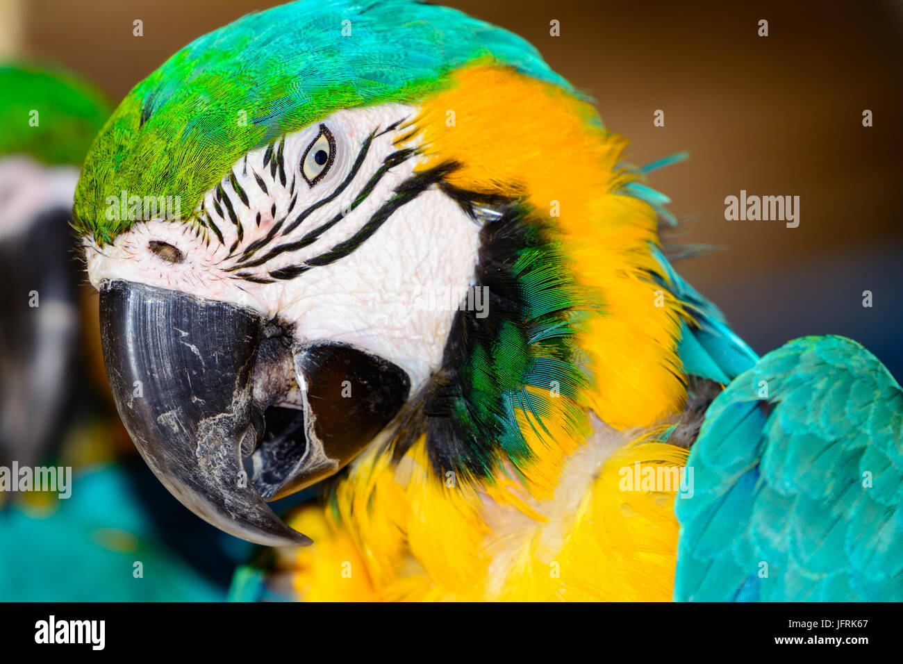 blue-and-yellow macaw (Ara ararauna), Also known as a blue-and-gold ...