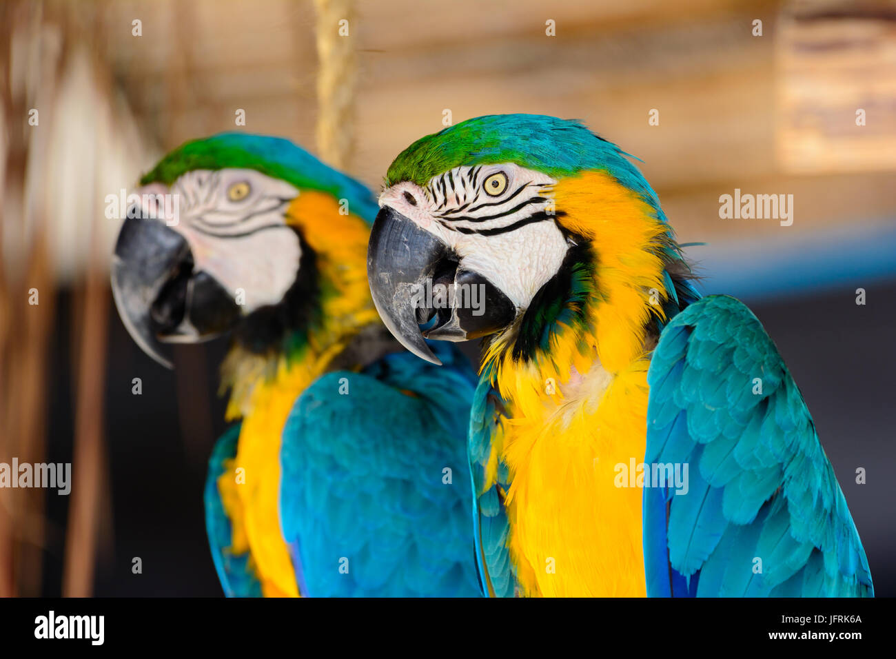 blue-and-yellow macaws (Ara ararauna), Also known as a blue-and-gold macaw. Close-up Stock Photo ...