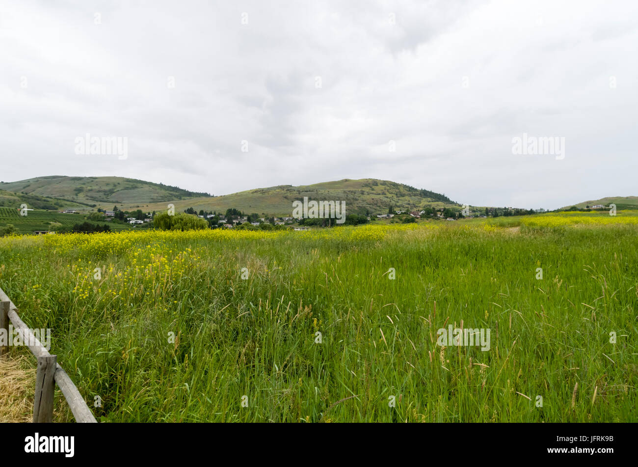 Pastoral scenery at Swan Lake Nature reserve Stock Photo - Alamy