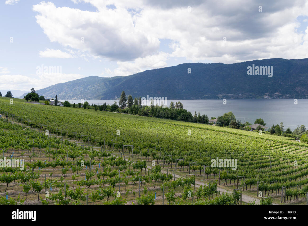 Large plot of grapevines with Okanagan Lake as a backdrop Stock Photo ...