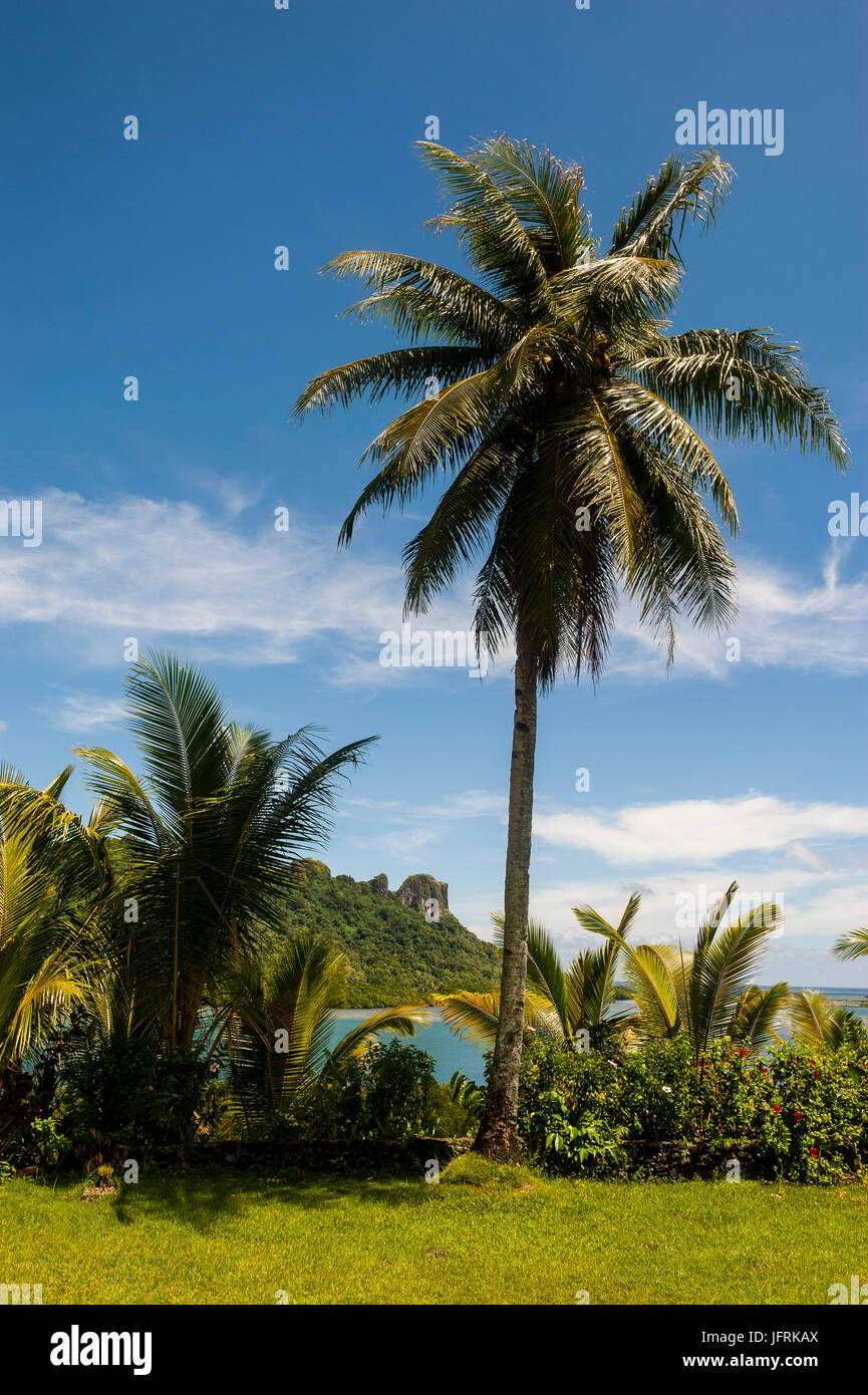 Lonely palm tree, Pohnpei, Micronesia, Central Pacific Stock Photo - Alamy