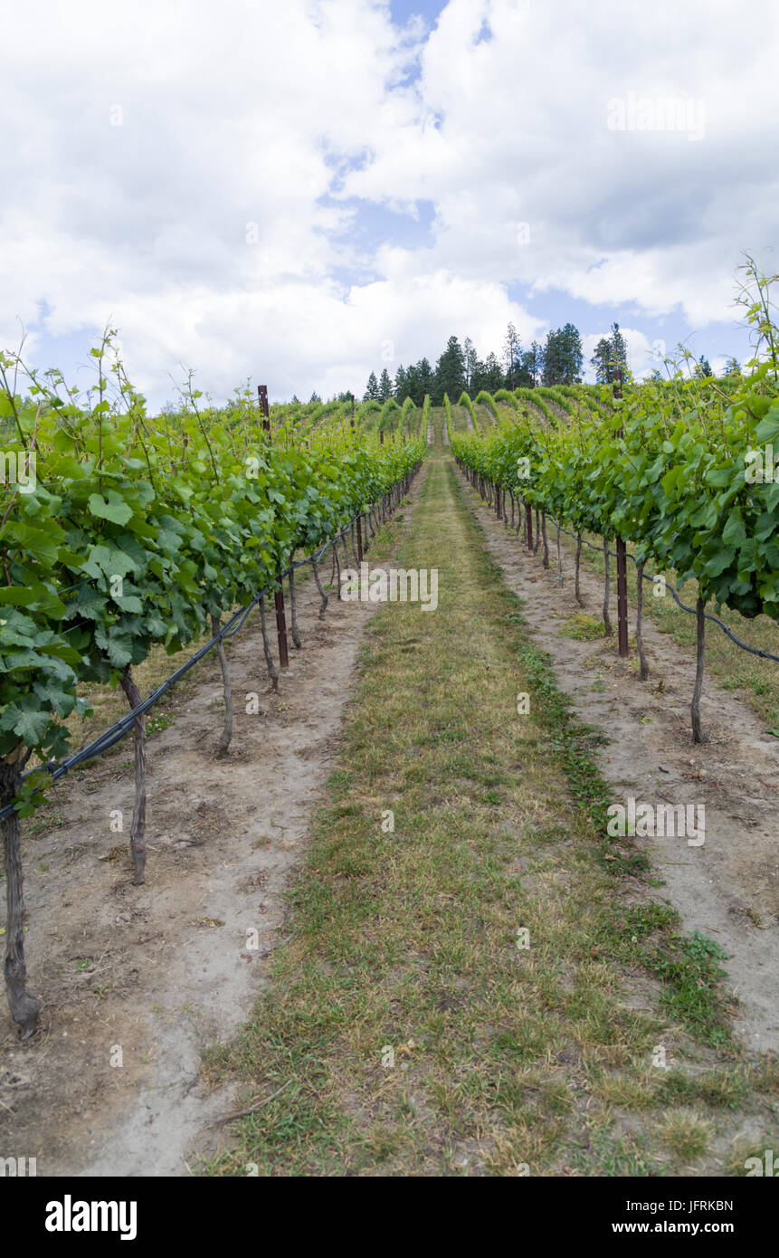 Rows of vines in the vinyard Stock Photo - Alamy